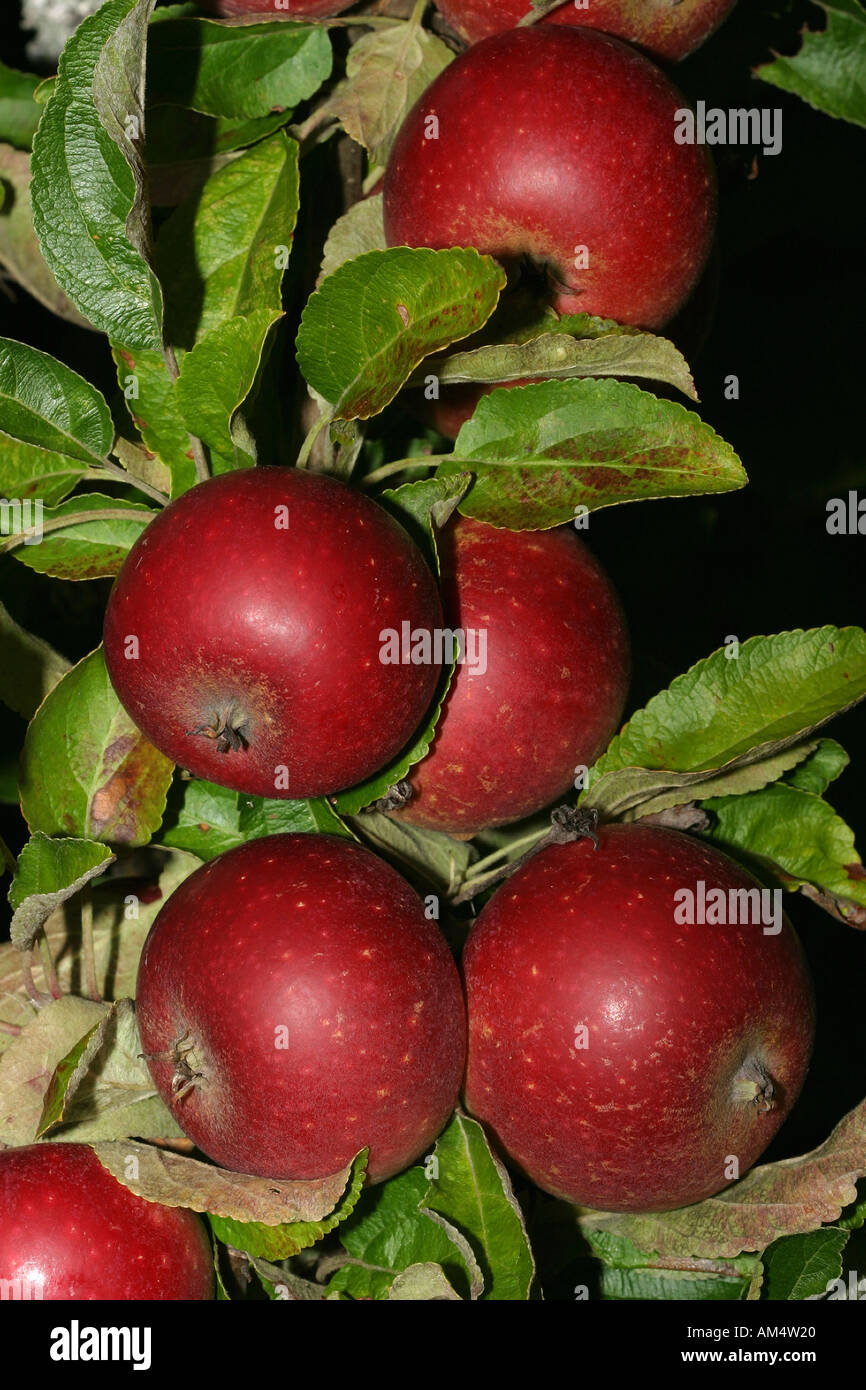 Apel tree hi-res stock photography and images - Alamy