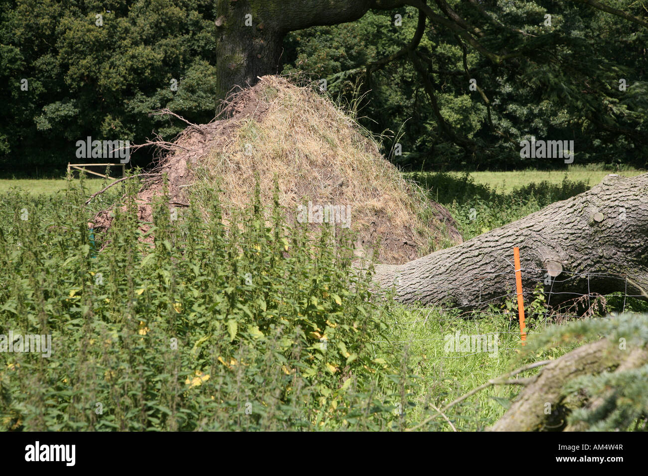 Pine tree blown over hi-res stock photography and images - Alamy