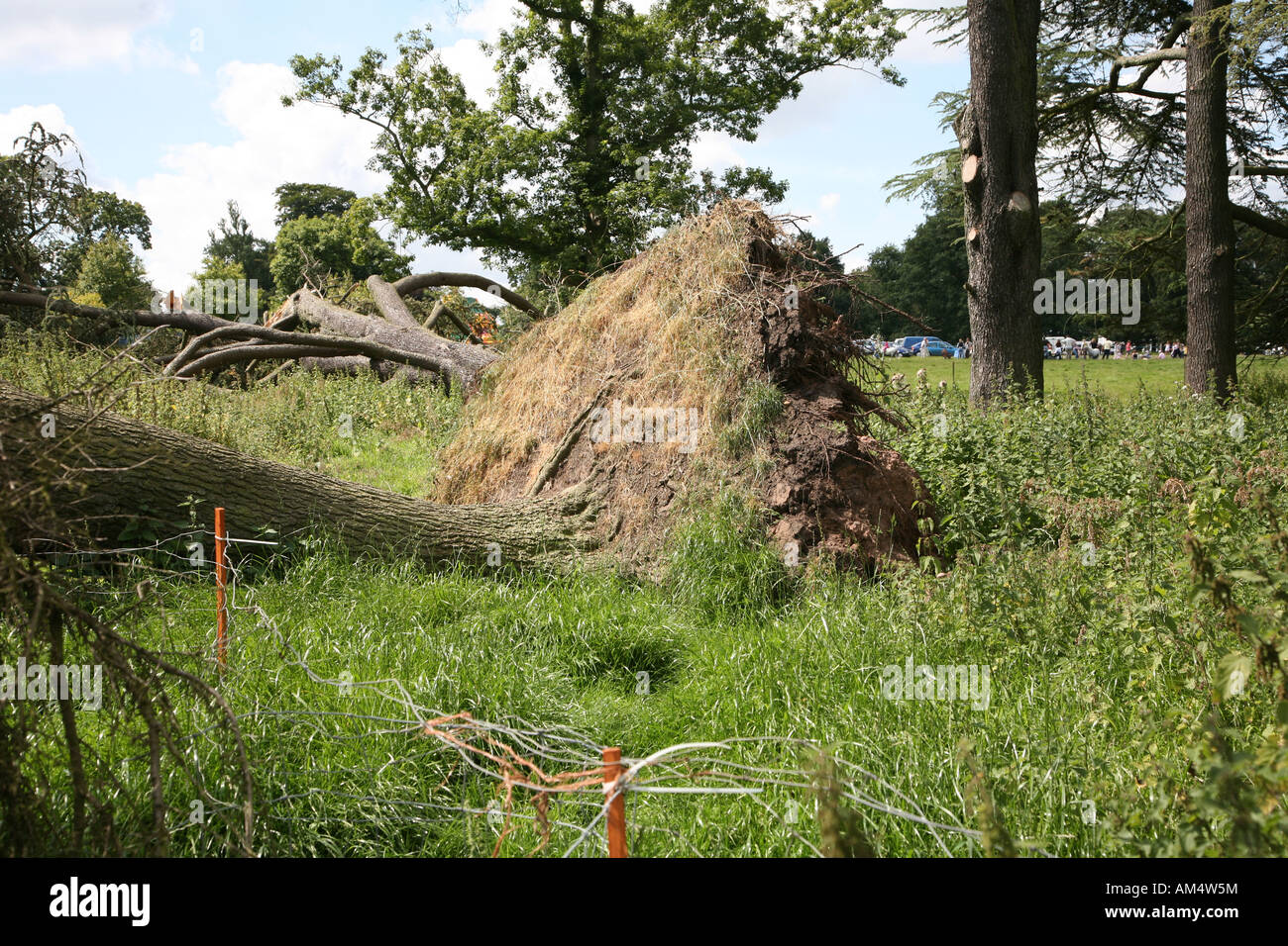 Fallen Pine Tree 020 Stock Photo - Alamy