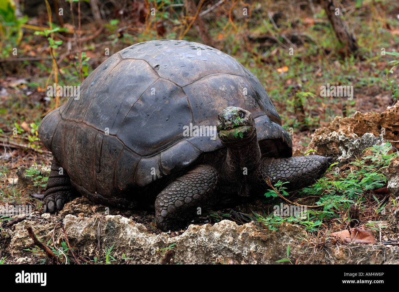 Mauritius wildlife hi-res stock photography and images - Alamy