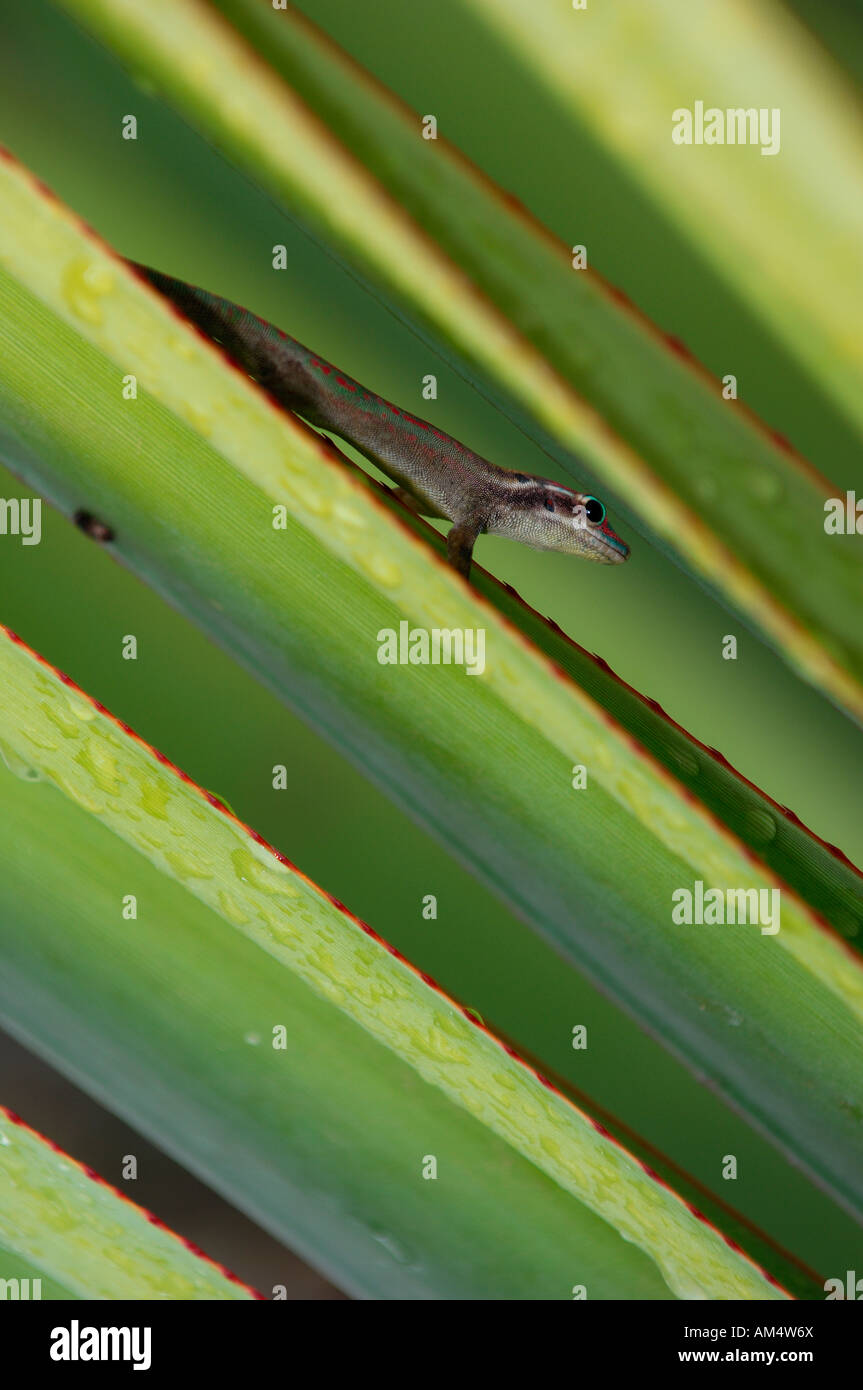 Mauritius island, Mauritian Wildlife Foundation on the Aigrettes island ...