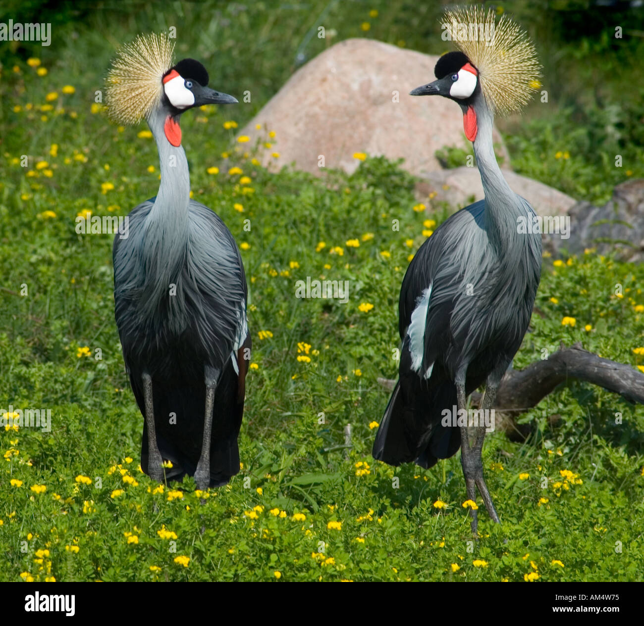 two birds stare at each other Stock Photo - Alamy