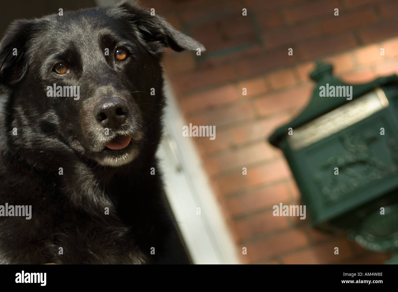 Mailman dog hi-res stock photography and images - Alamy