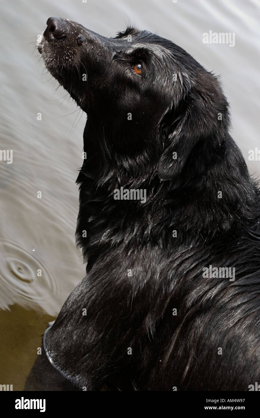 Dog standing in water staring intently Stock Photo - Alamy