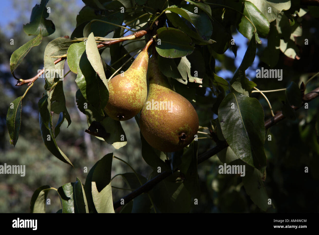 Pears Growing in Garden Surrey England Stock Photo - Alamy