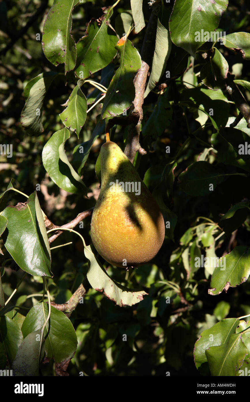 Pear Growing in Garden Surrey England Stock Photo - Alamy