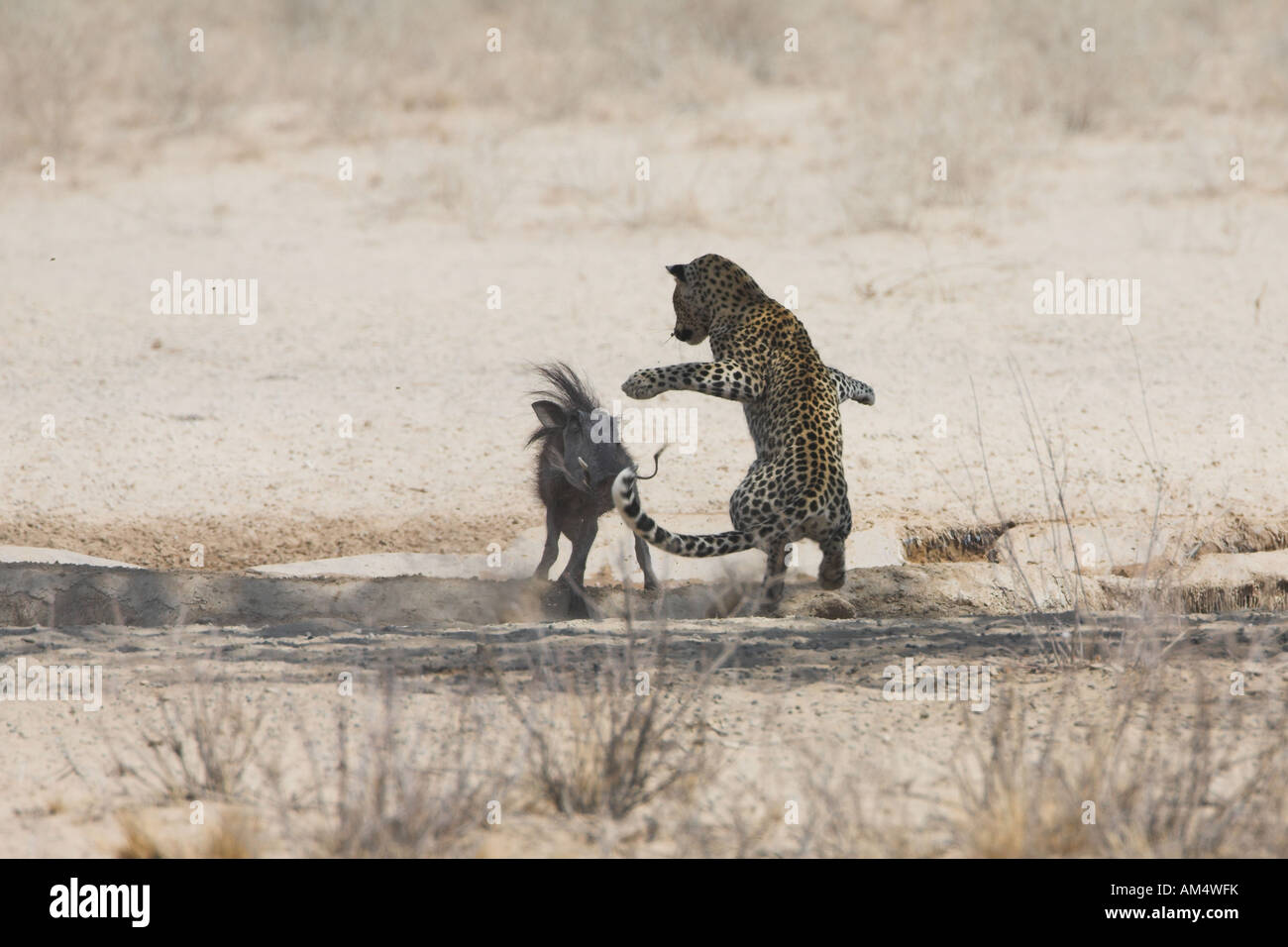 Leopard fighting a warthog in the Kalahari desert Stock Photo - Alamy