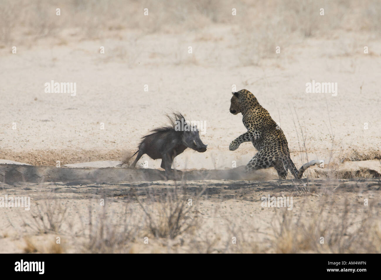 Leopard fighting a warthog in the Kalahari desert Stock Photo - Alamy