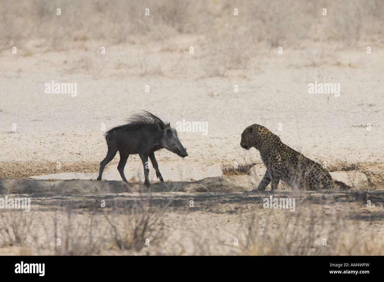 Leopard fighting a warthog in the Kalahari desert Stock Photo - Alamy