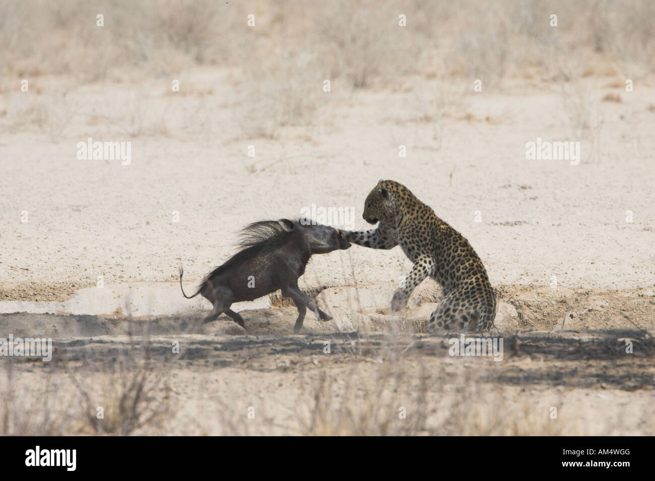 Leopard fighting a warthog in the Kalahari desert Stock Photo - Alamy