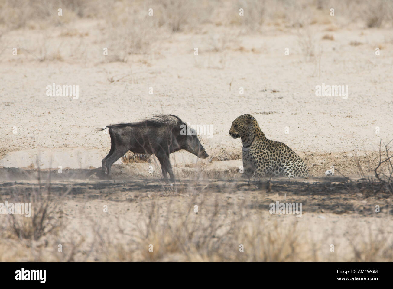 Leopard fighting a warthog in the Kalahari desert Stock Photo - Alamy