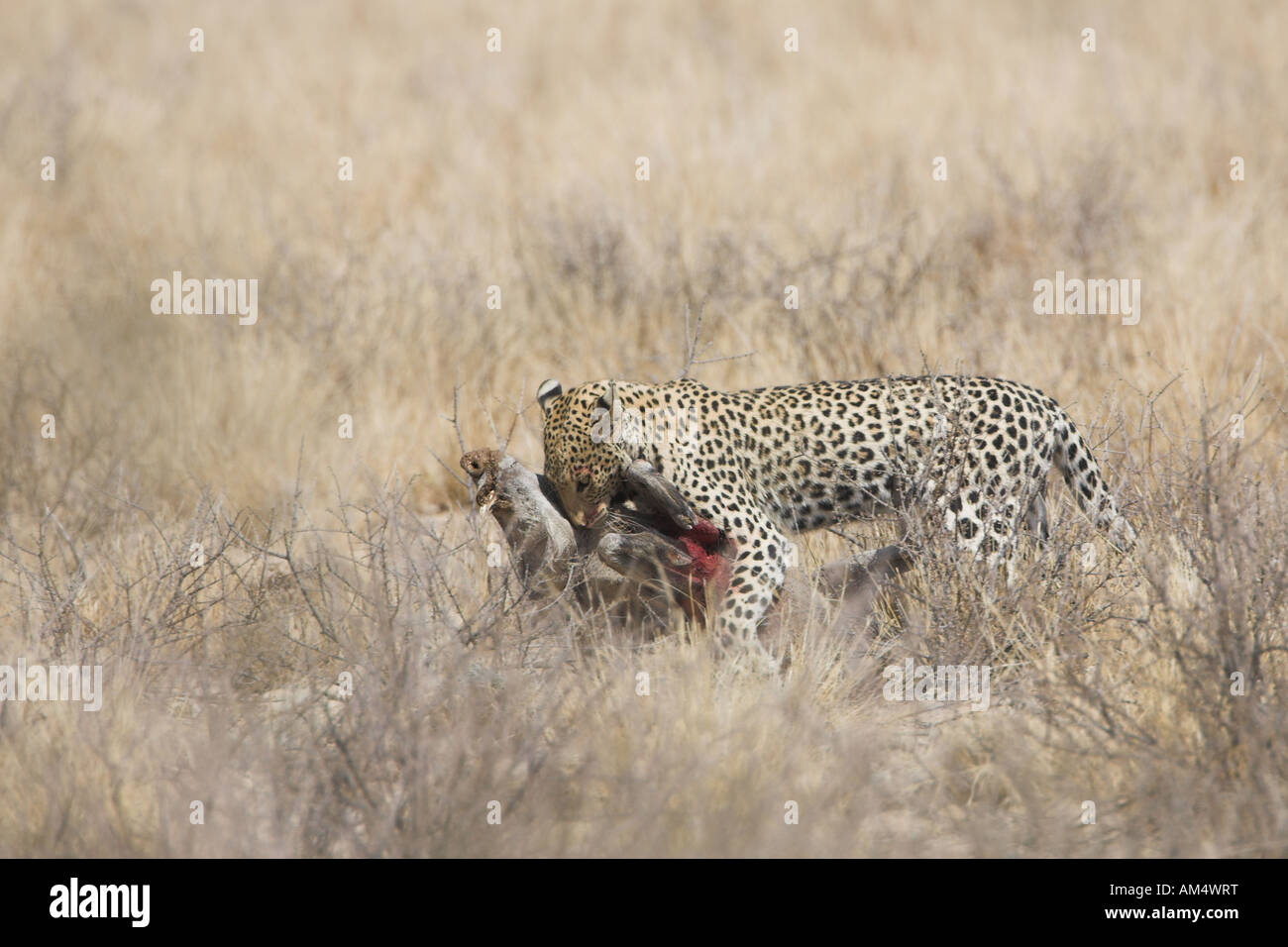 Leopard dragging its kill in the Kalahari desert Stock Photo - Alamy