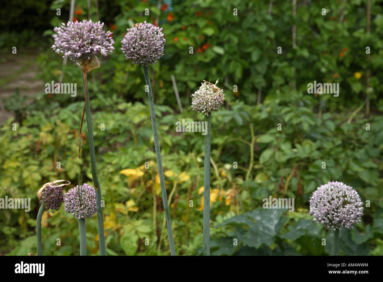 Leek Seed Heads in Vegetable Garden Stock Photo - Alamy