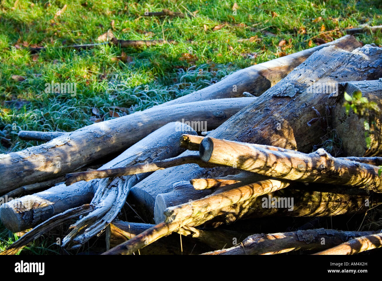 Scattered logs hi-res stock photography and images - Alamy