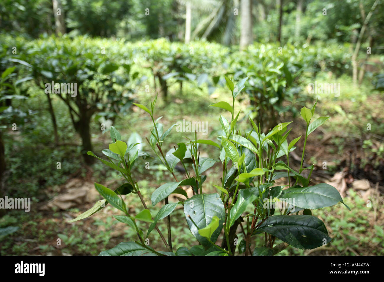 A tea bush with its top leaves just ready for picking Stock Photo - Alamy