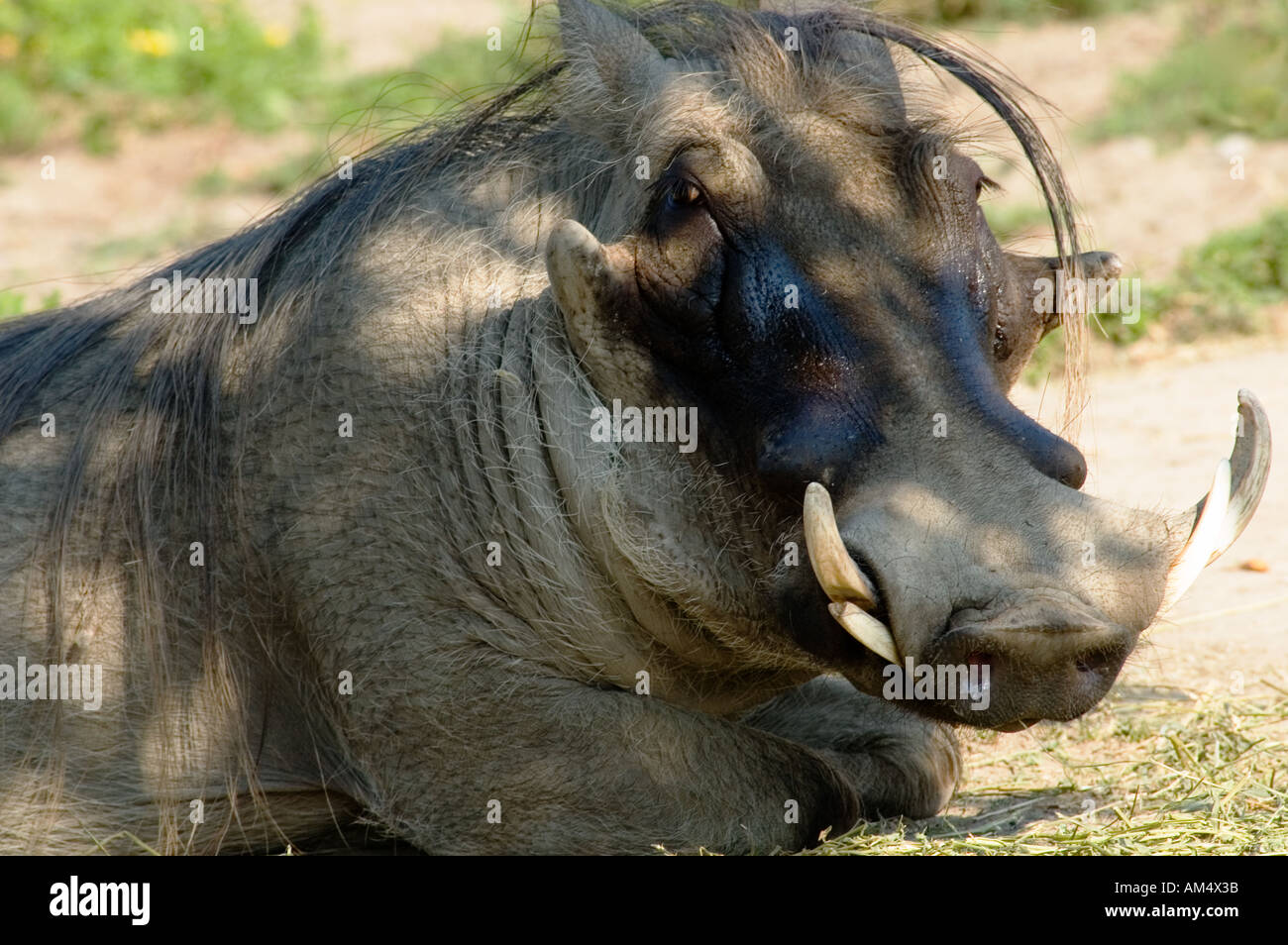 Closeup warthog hi-res stock photography and images - Alamy