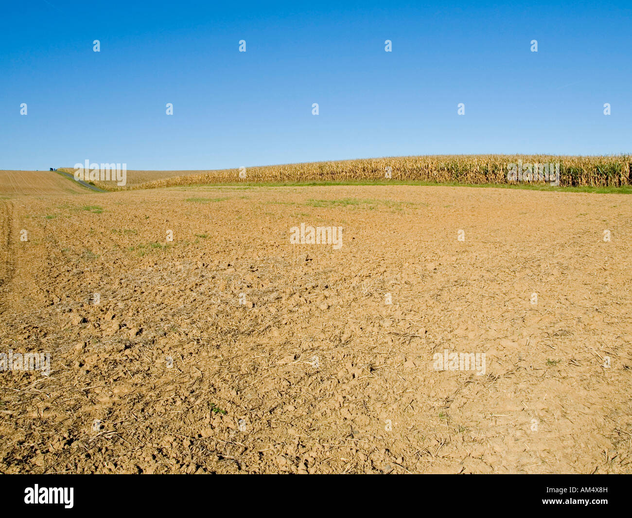 Landscape with empty field after harvest ripe corn field and blue sky ...