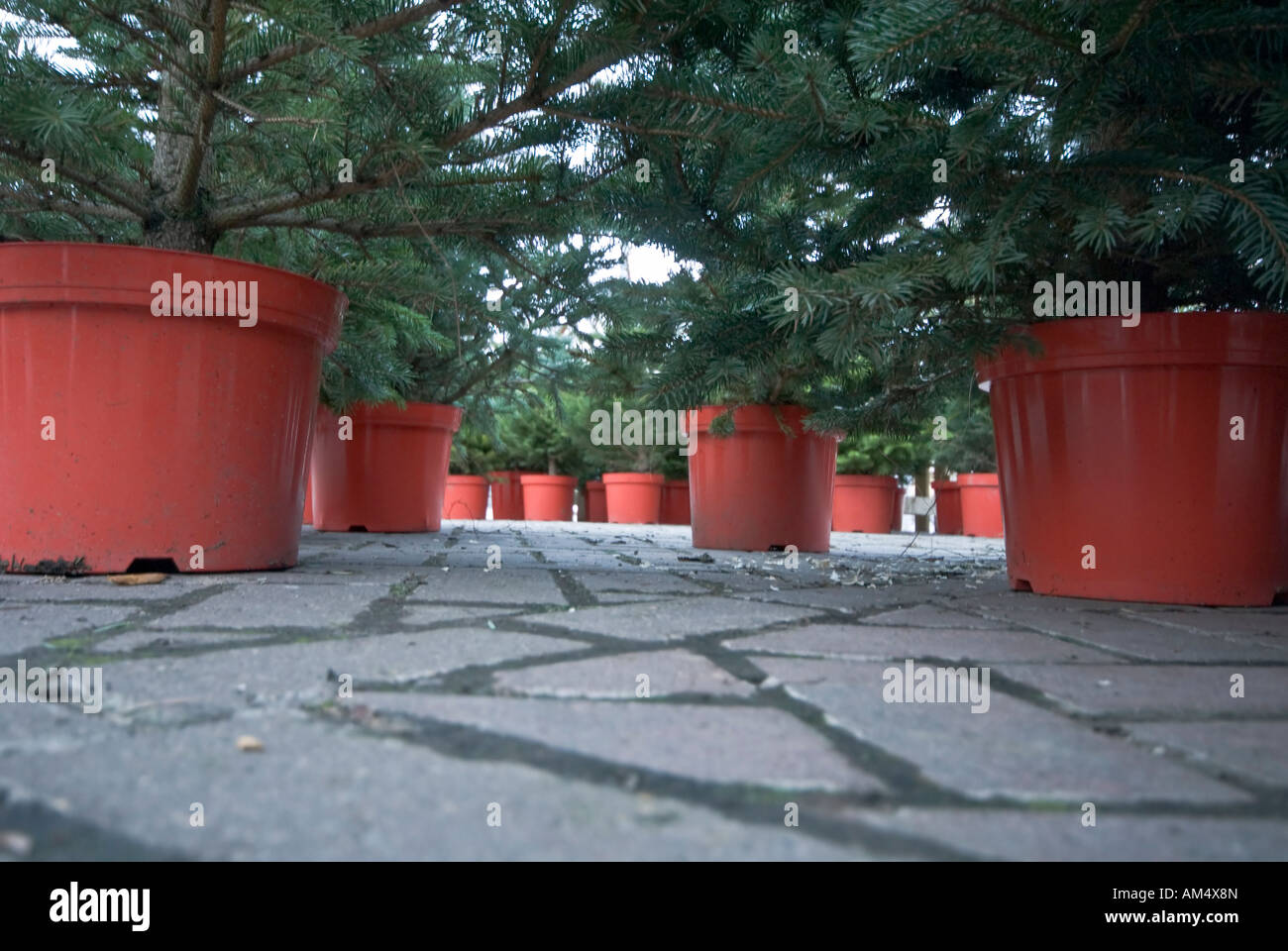 Norwegian spruce Christmas trees red pots Stock Photo - Alamy