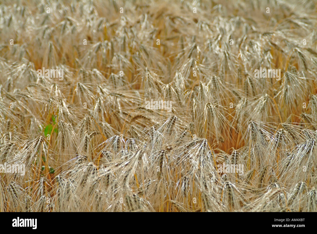 ripe barley ready for harvest on field Stock Photo - Alamy