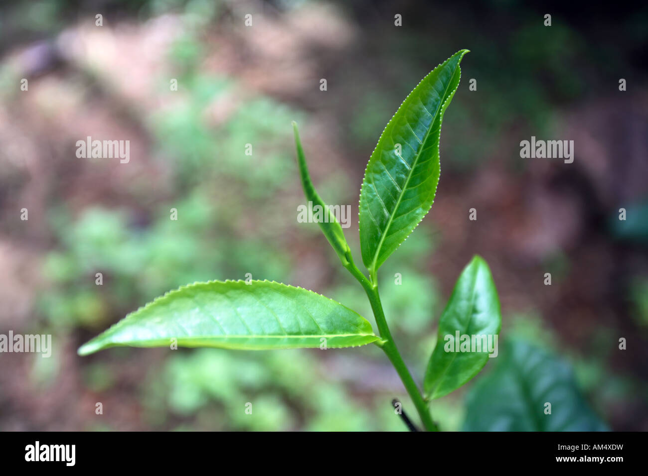 Close up on the two top leaves and the bud of a tea plant These leaves ...