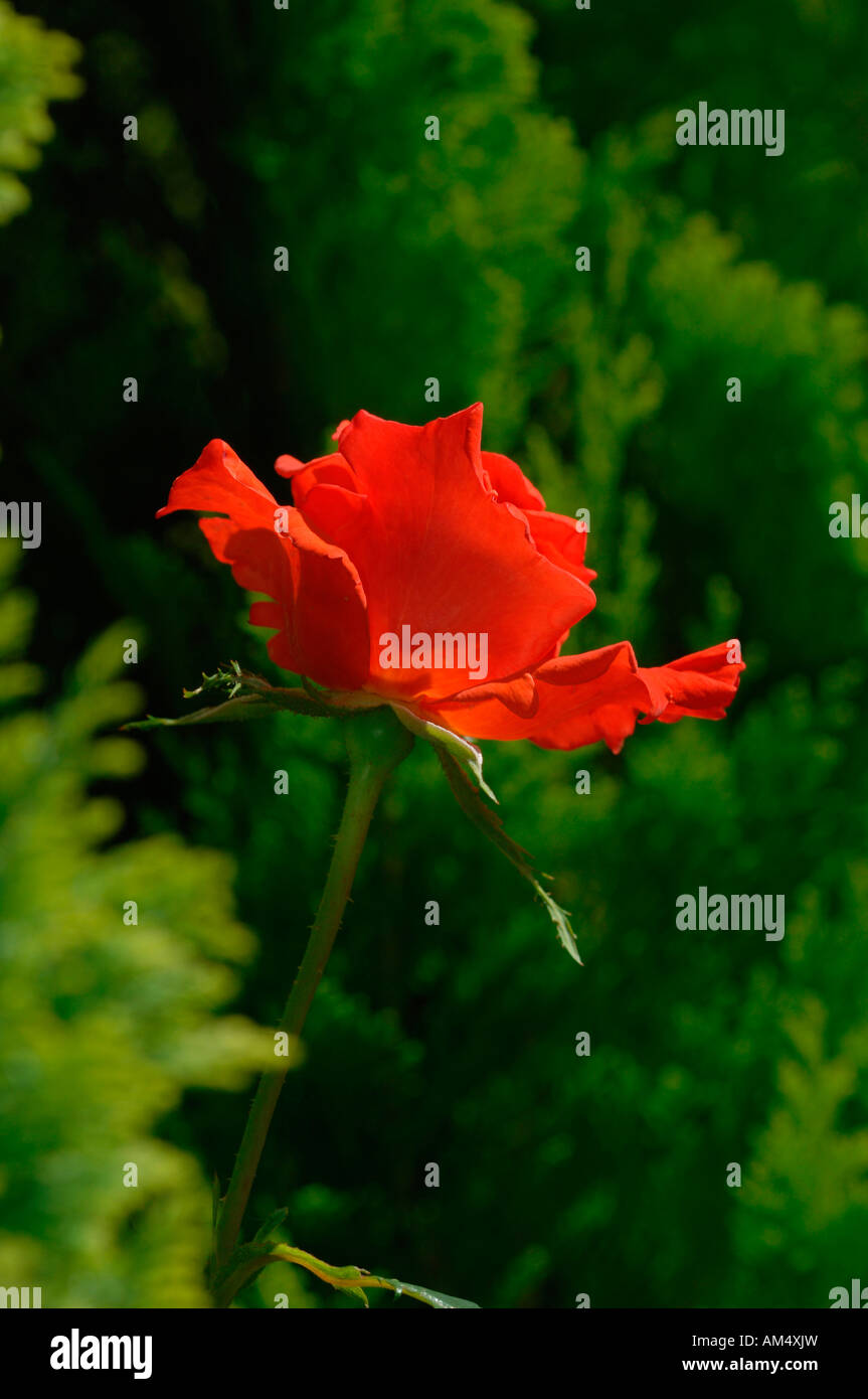 Hybrid Tea Rose Called Alexander Stock Photo - Alamy