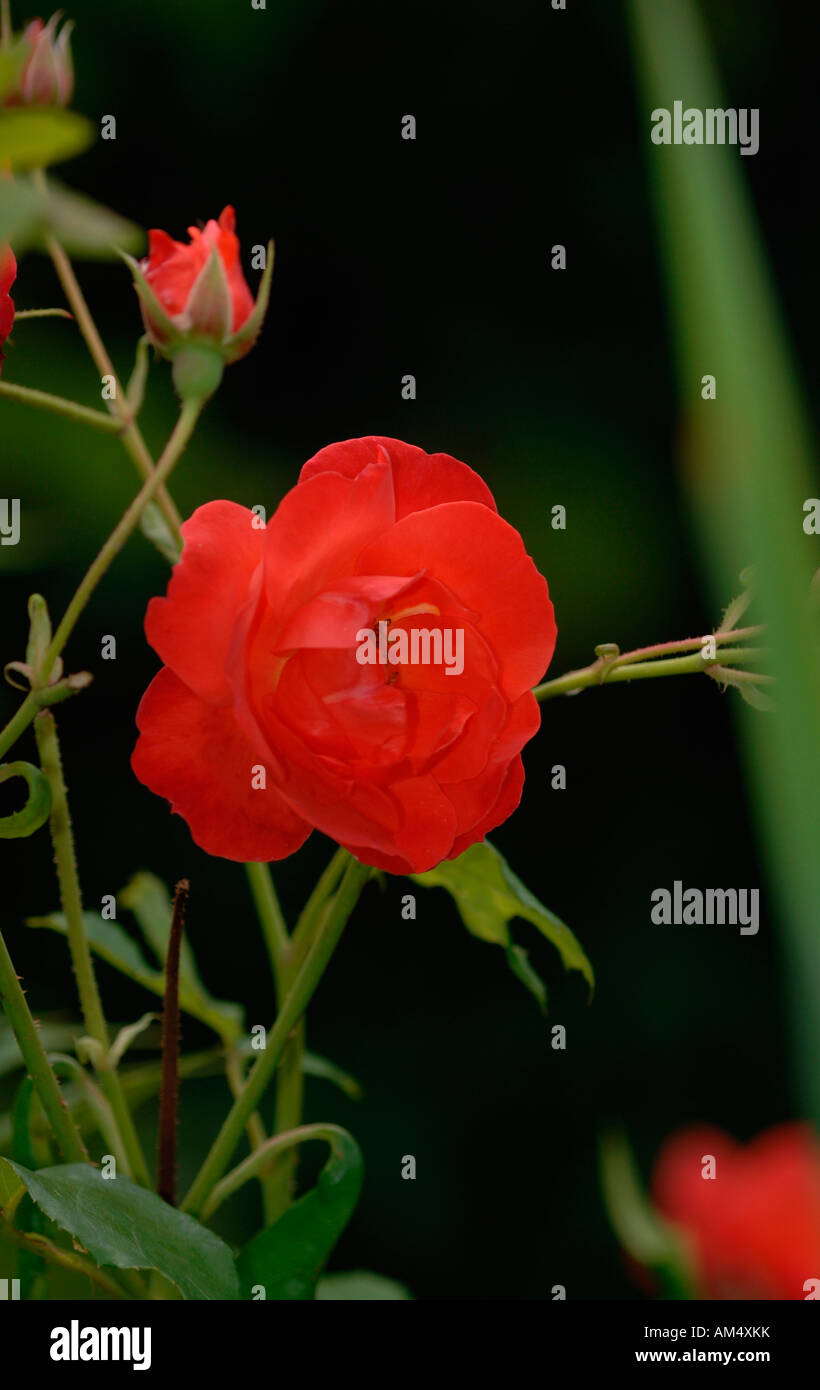 Alexander hybrid tea rose hi-res stock photography and images - Alamy