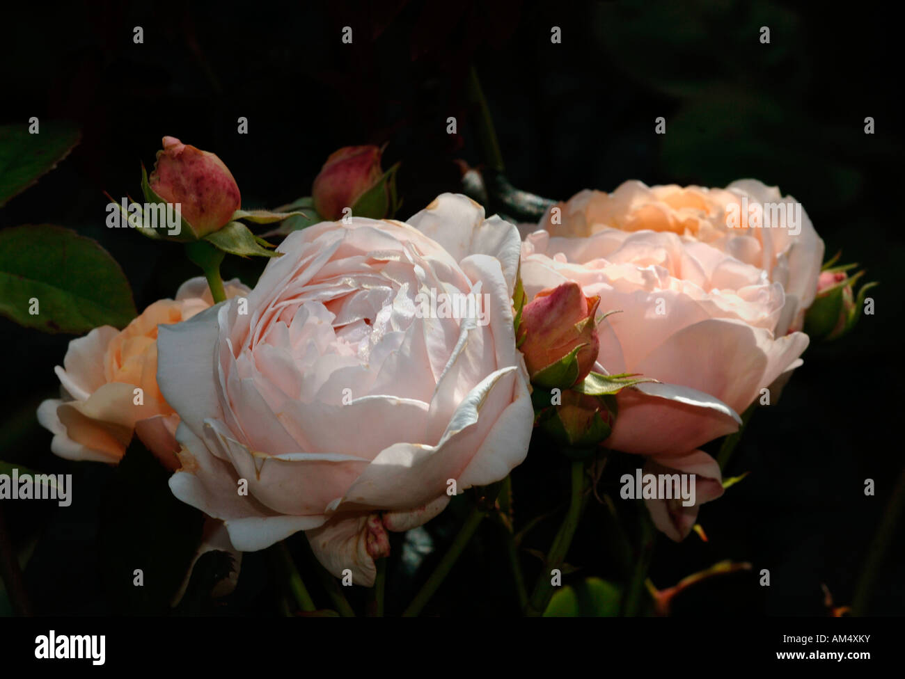 Peach Coloured Roses Named Ambridge,In The Process Of Opening Stock ...