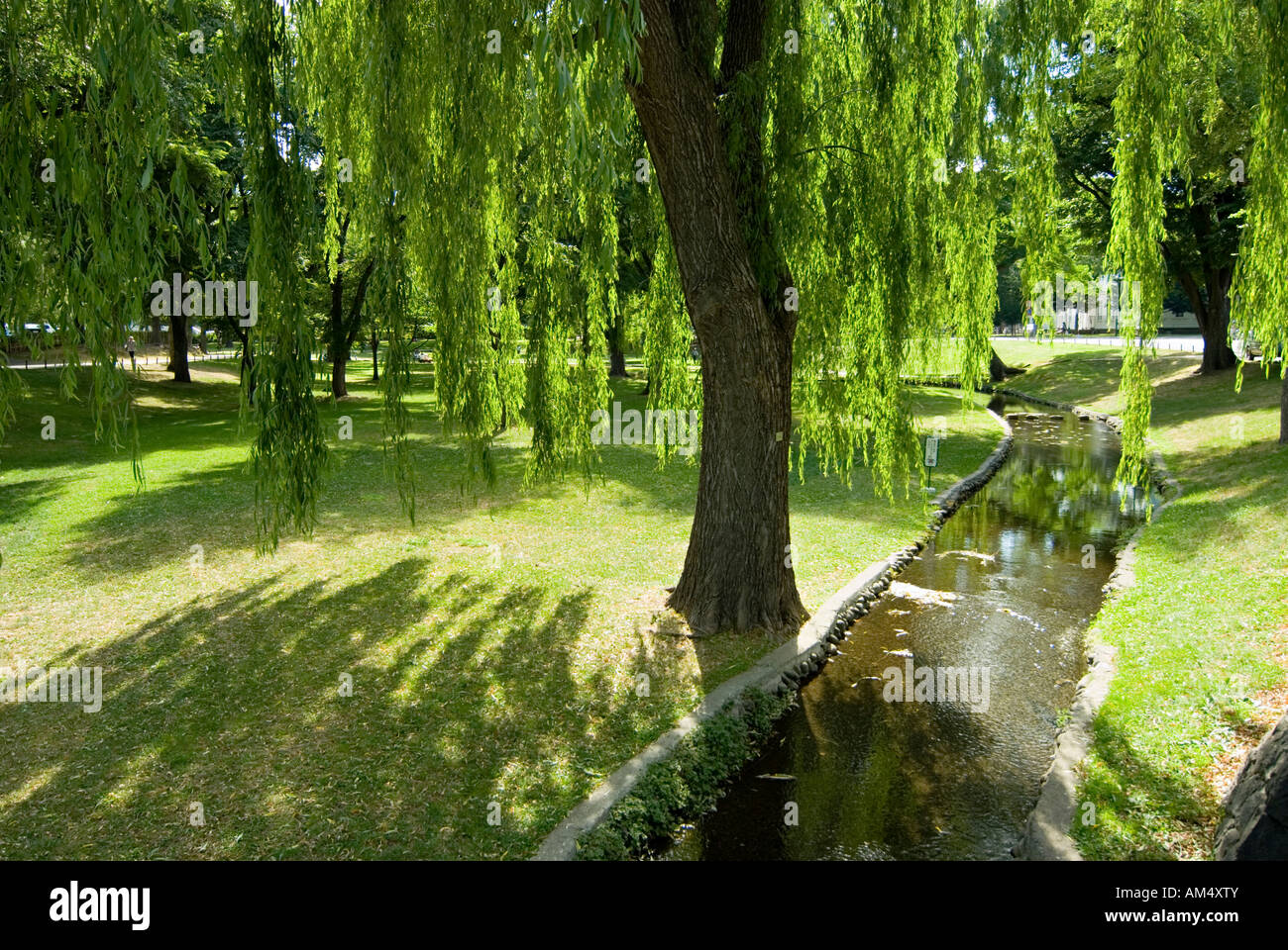 Willow deciduous tree Stock Photo - Alamy