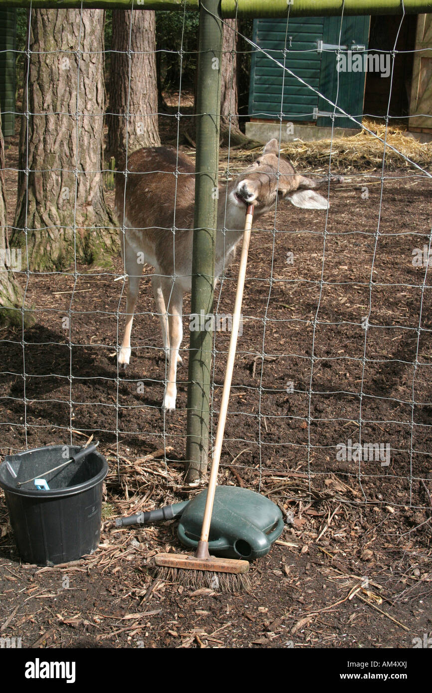 A captive deer playing with the cleaning utensils Stock Photo - Alamy