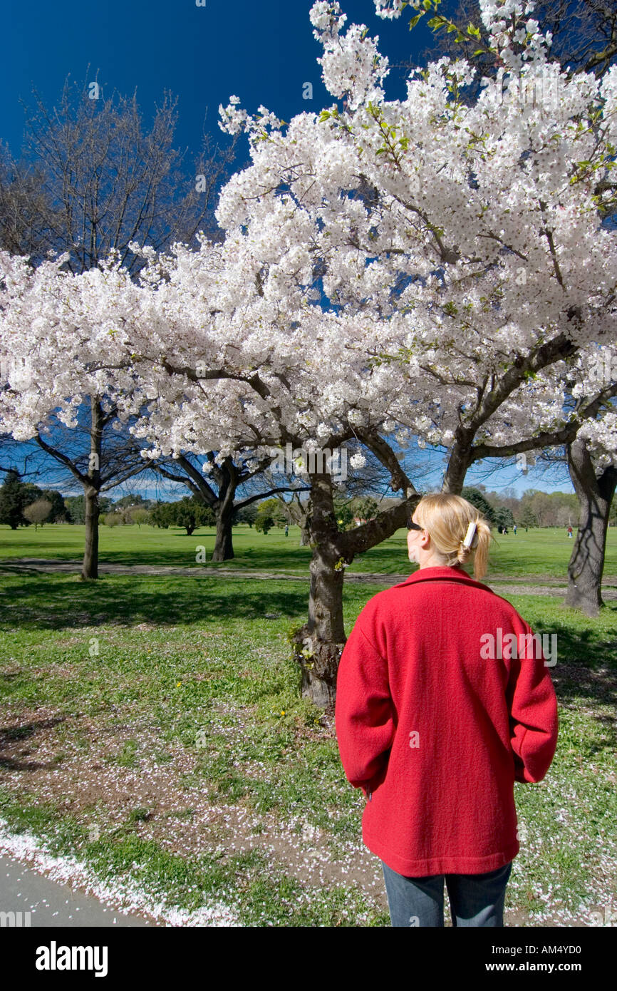 A young lady admires the blooming of a mass of cherry blossom Stock ...