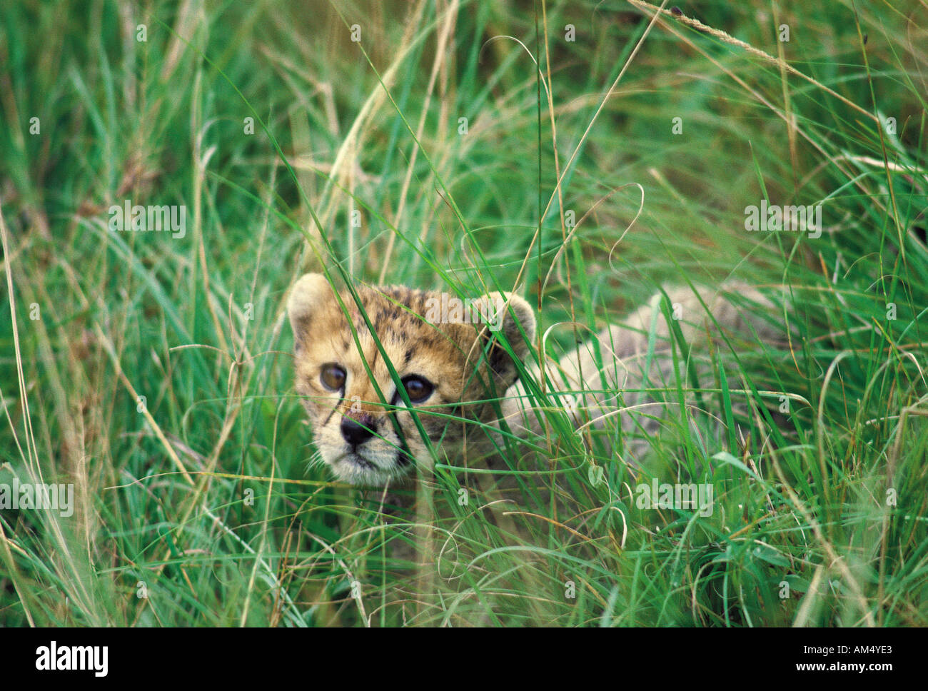 Tiny cheetah cub hiding in long grass whilst its mother goes on a hunt ...