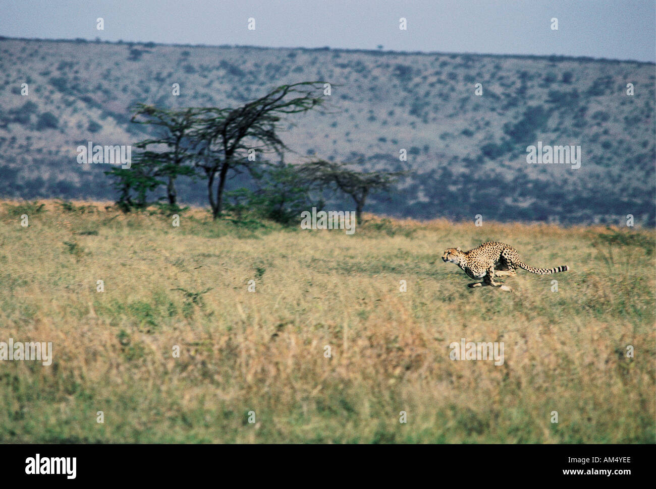 Cheetah chasing gazelle hi-res stock photography and images - Alamy