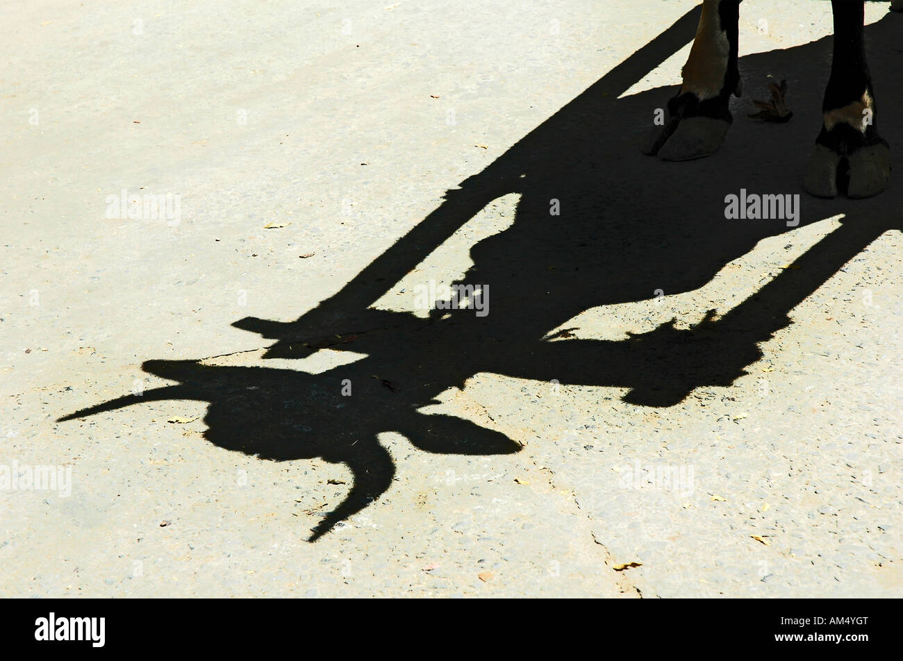 I see my shadow Stock Photo - Alamy