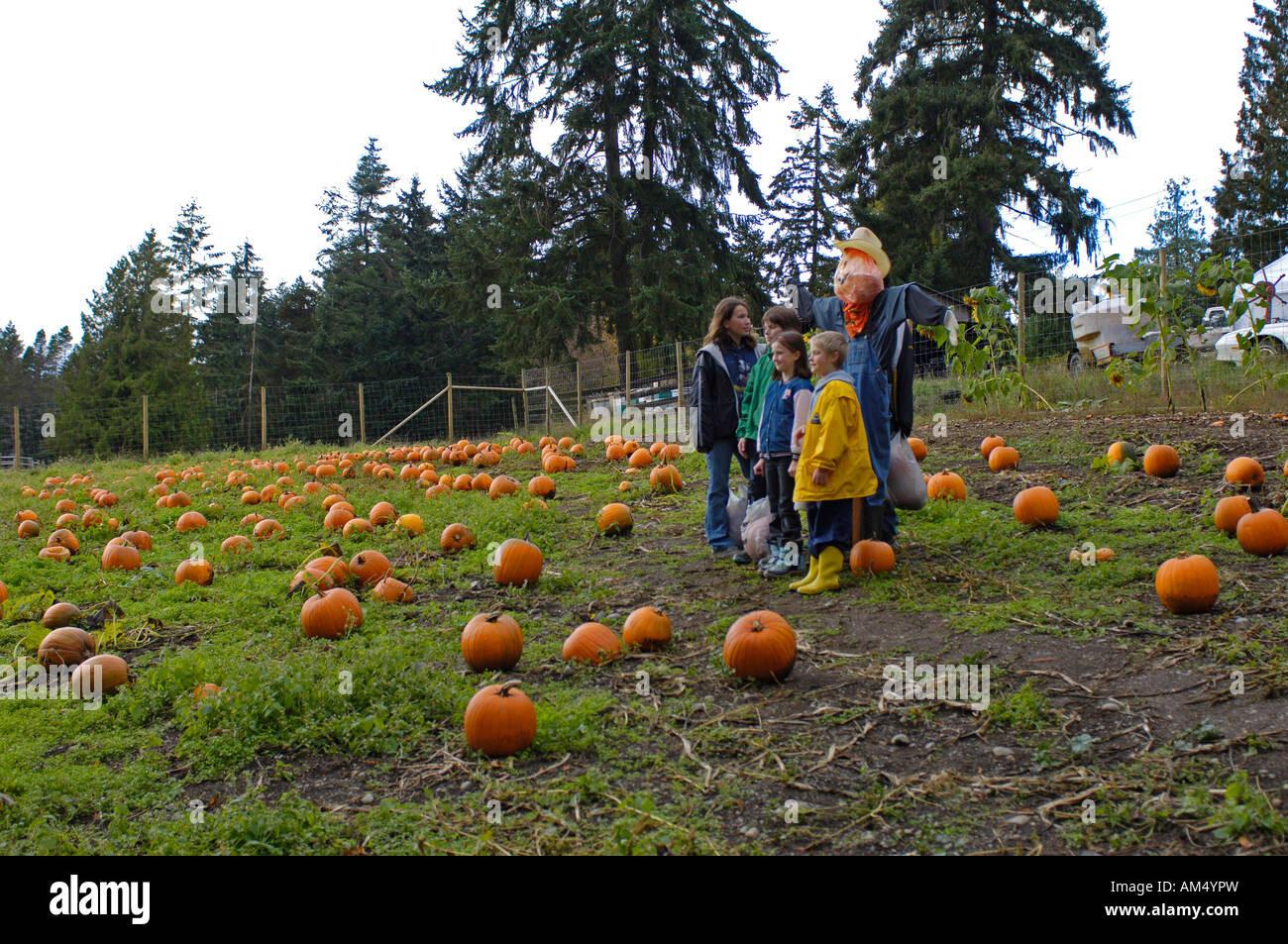 Pumpkin Crop in Field ready for gathering for Halloween Festivites and ...