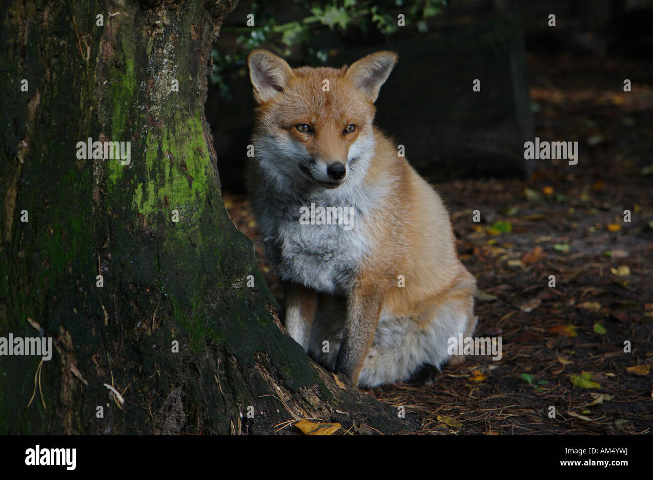 A red fox sat down by a tree taken during Autumn Stock Photo - Alamy