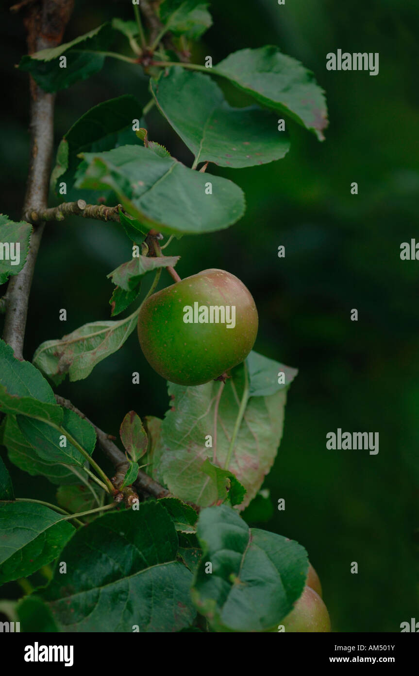 Species of apples hi-res stock photography and images - Alamy