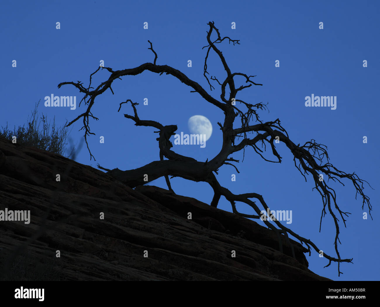 Moon behind dead tree at dusk Stock Photo - Alamy