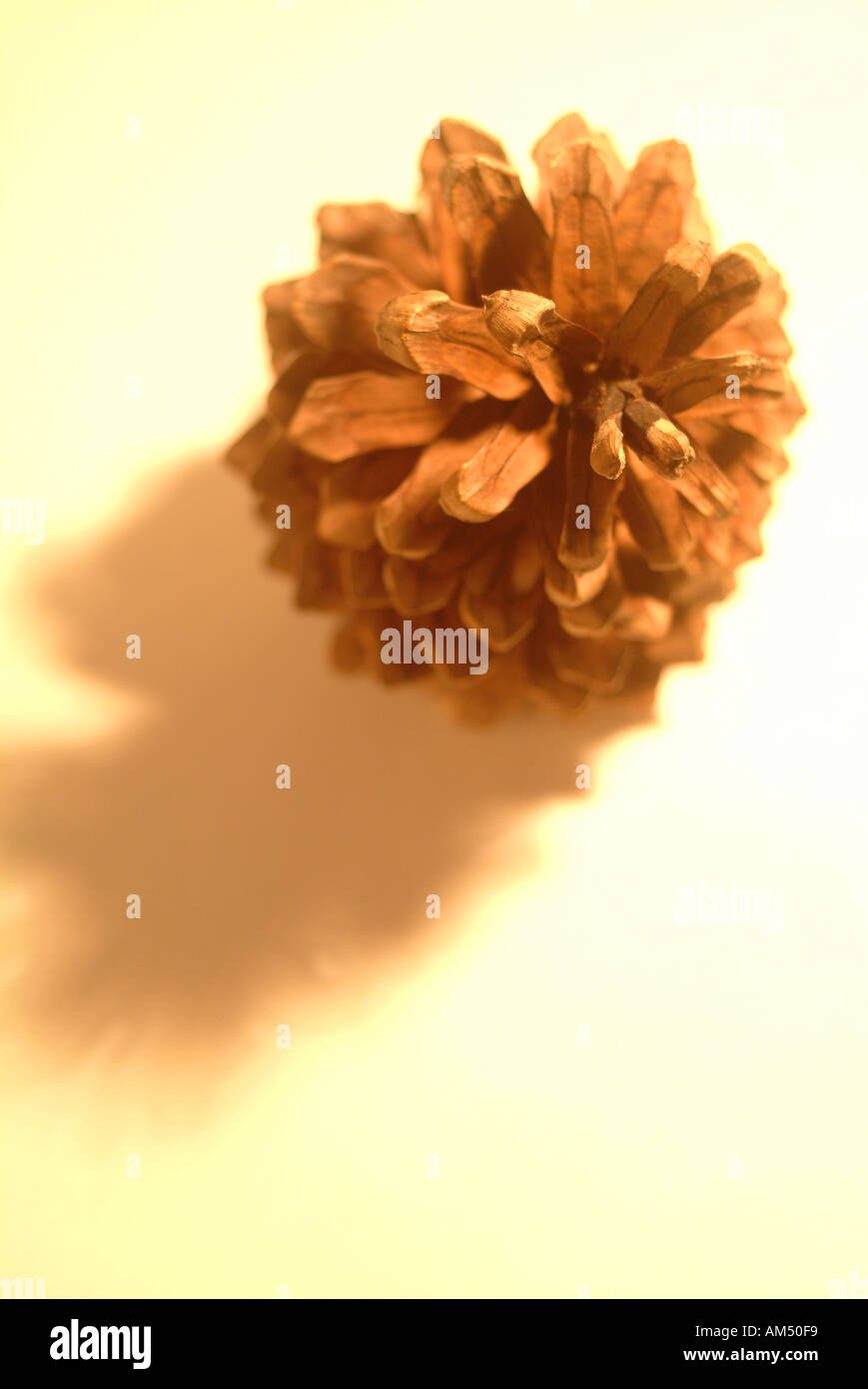 Pine cone trees hi-res stock photography and images - Alamy