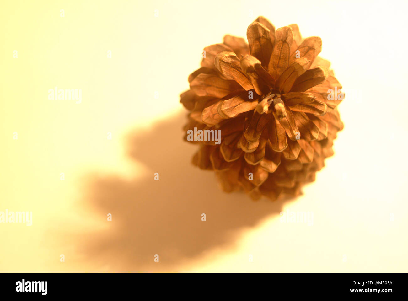 pine cone still life on white Stock Photo - Alamy