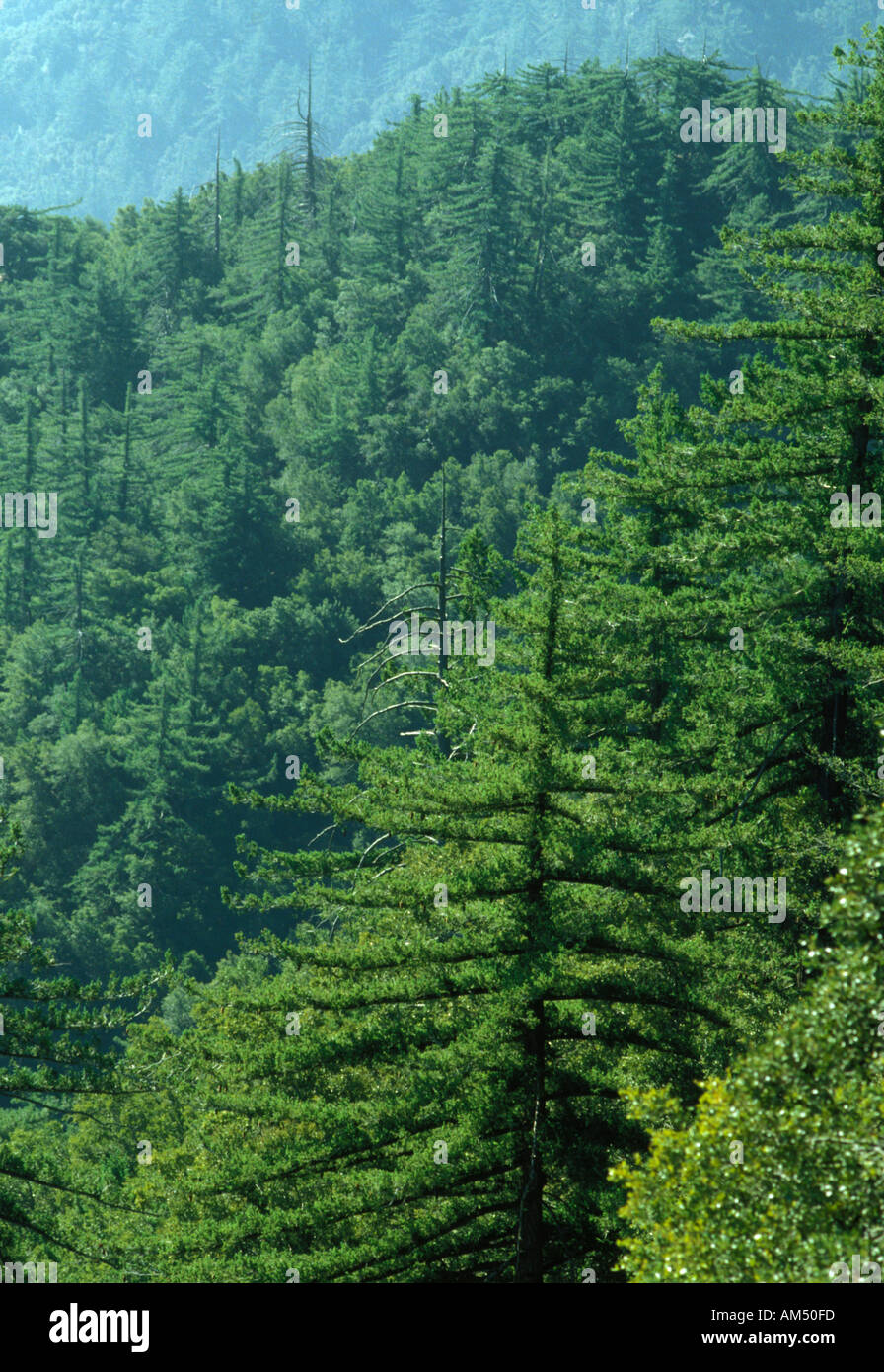 pine forest in hilly terrain Stock Photo - Alamy