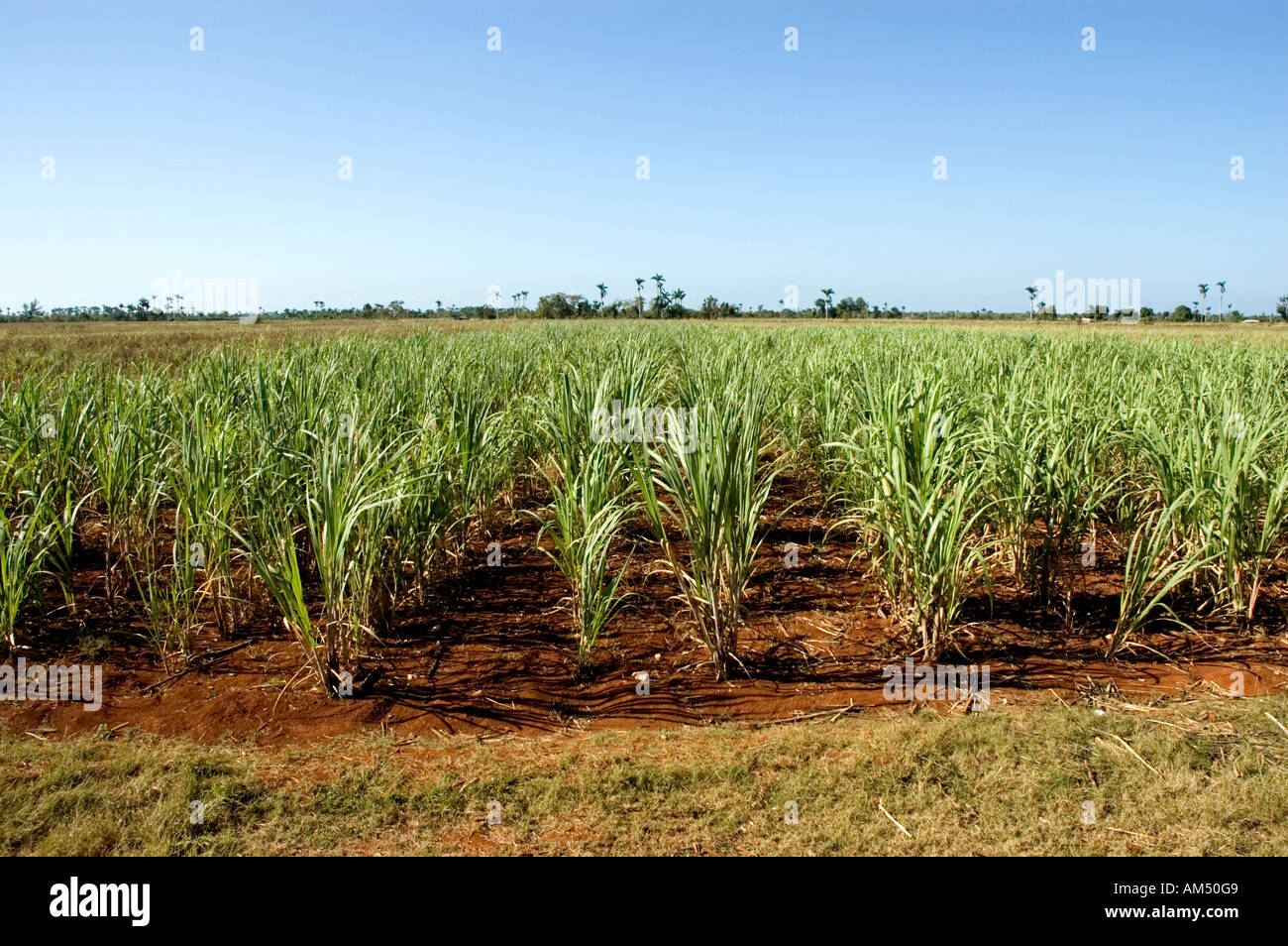 Field of Young Sugar Cane , Central Australia Stock Photo - Alamy