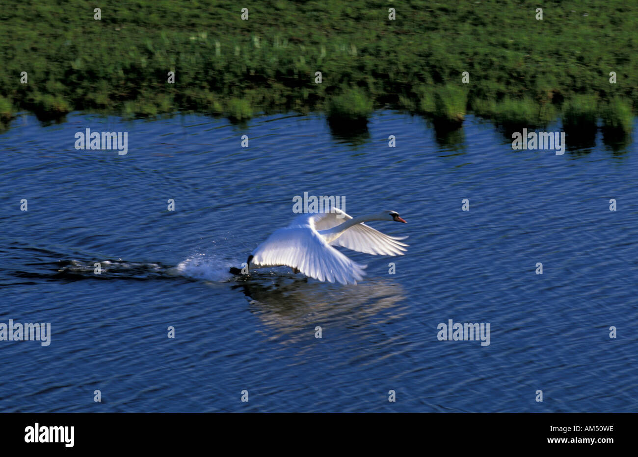 Swan taking off Stock Photo - Alamy