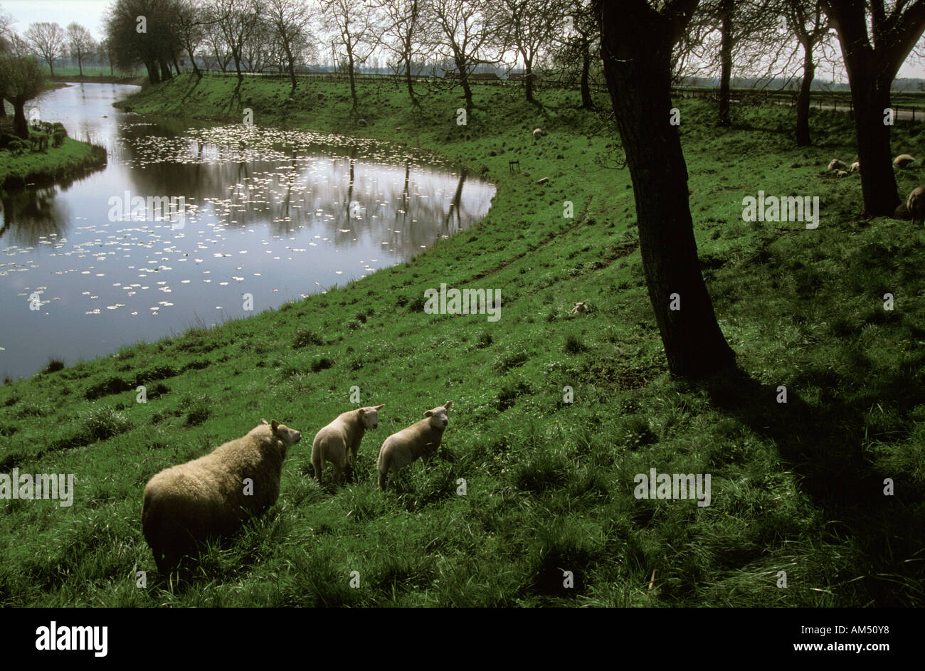Everdingen sheep grazing on the dike of Fort Stock Photo - Alamy