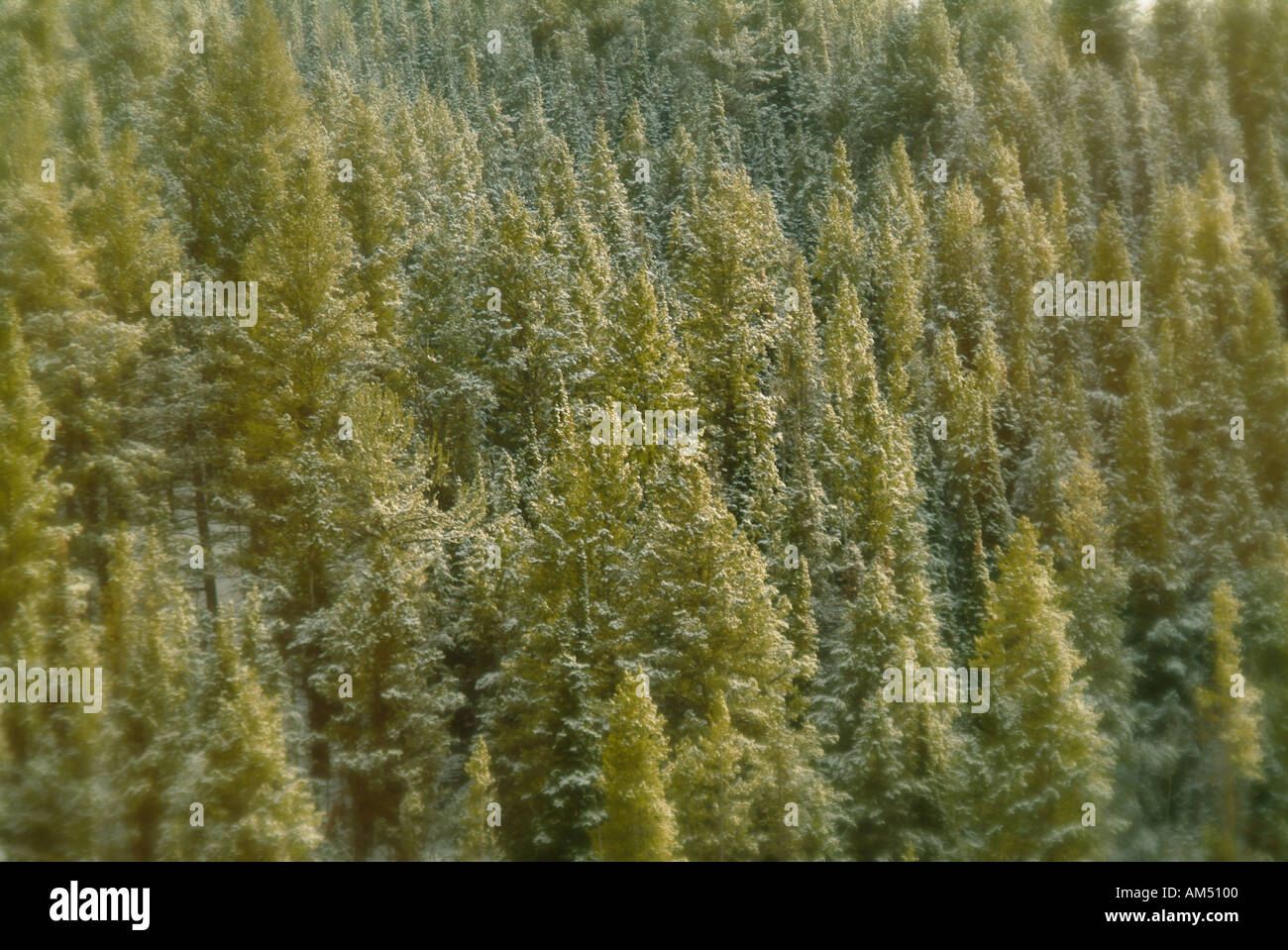 Timber pines hi-res stock photography and images - Alamy