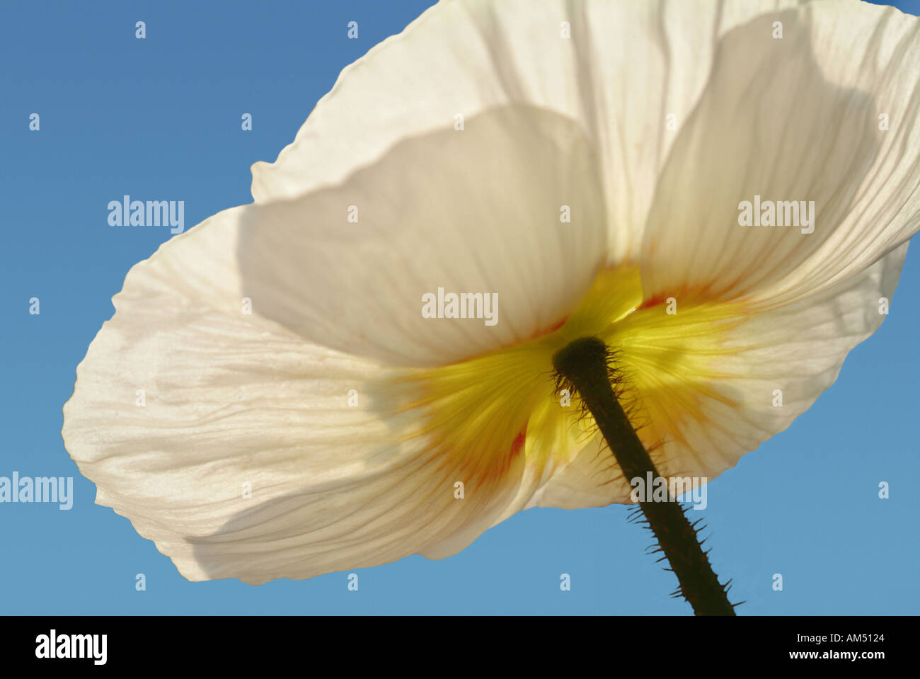 White underside hi-res stock photography and images - Alamy