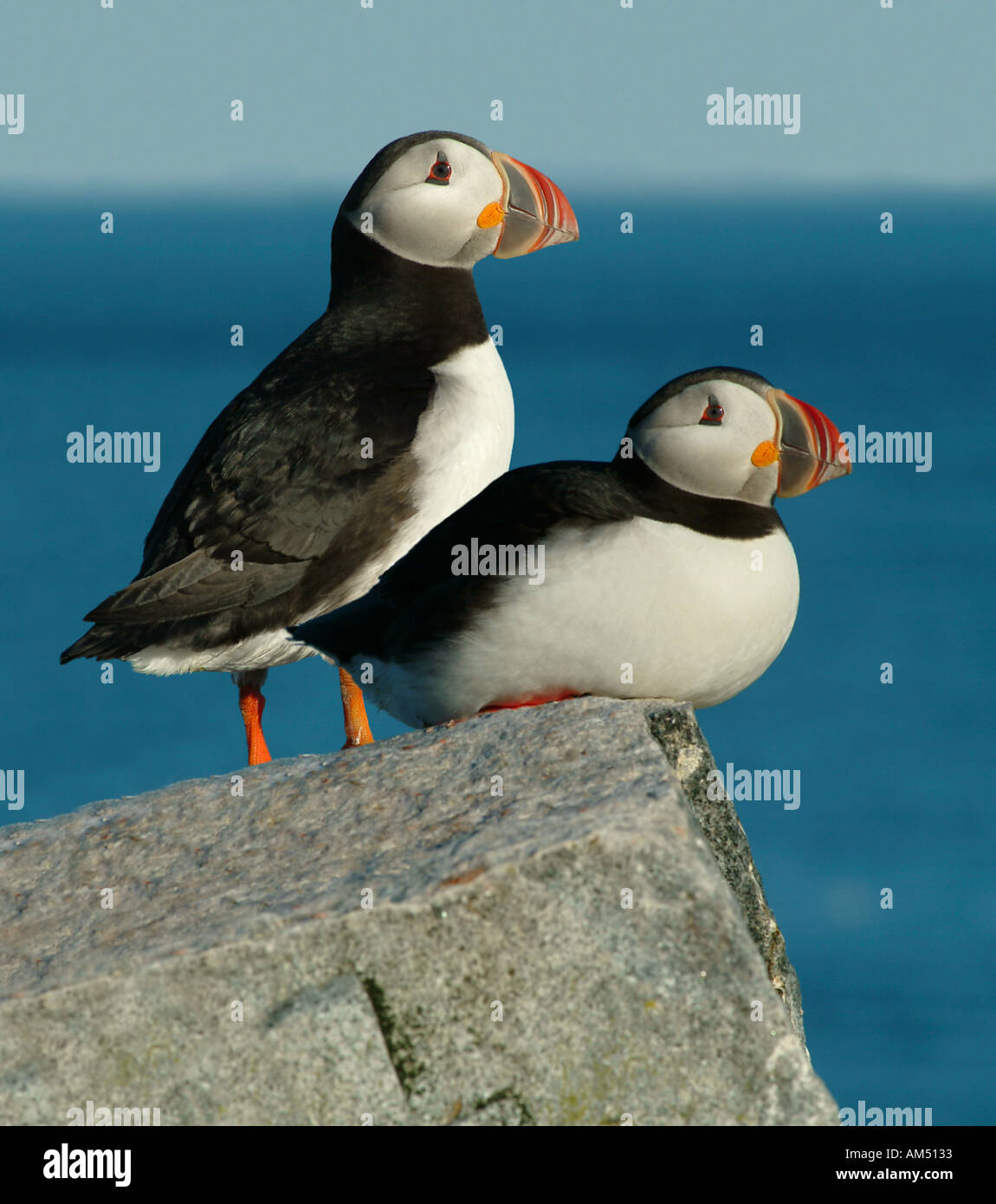 two puffins on a rock by the sea Stock Photo - Alamy