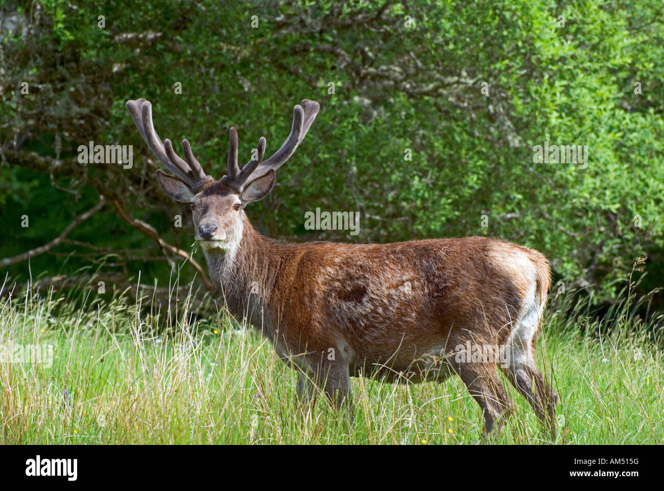 A Red Deer Stag with velvet covered antlers Stock Photo - Alamy