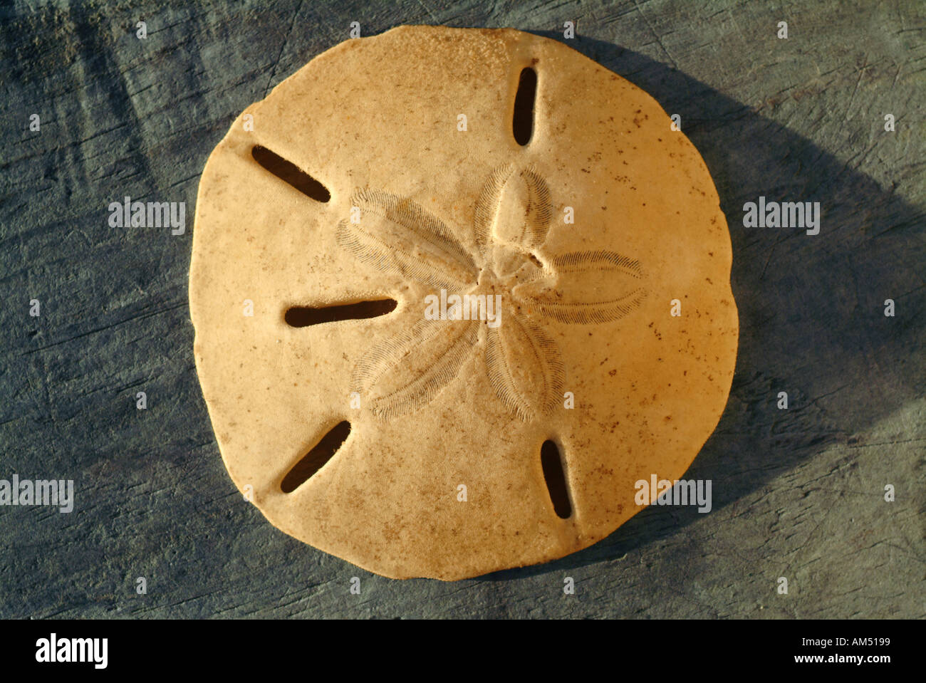 sand dollars are marine animals related to sea urchins, sea stars, and ...