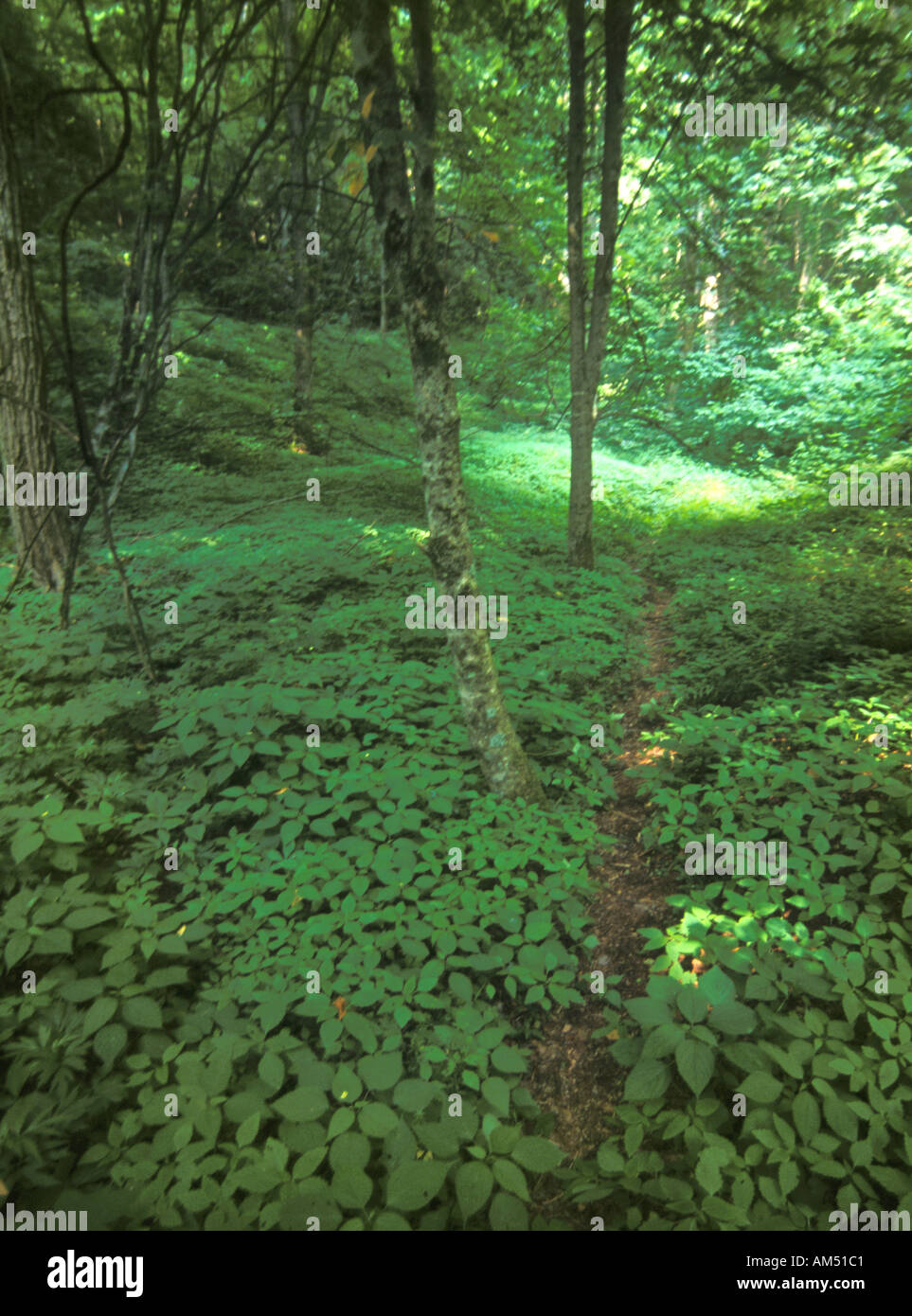 shady forest grove with a narrow foot path through it Stock Photo - Alamy