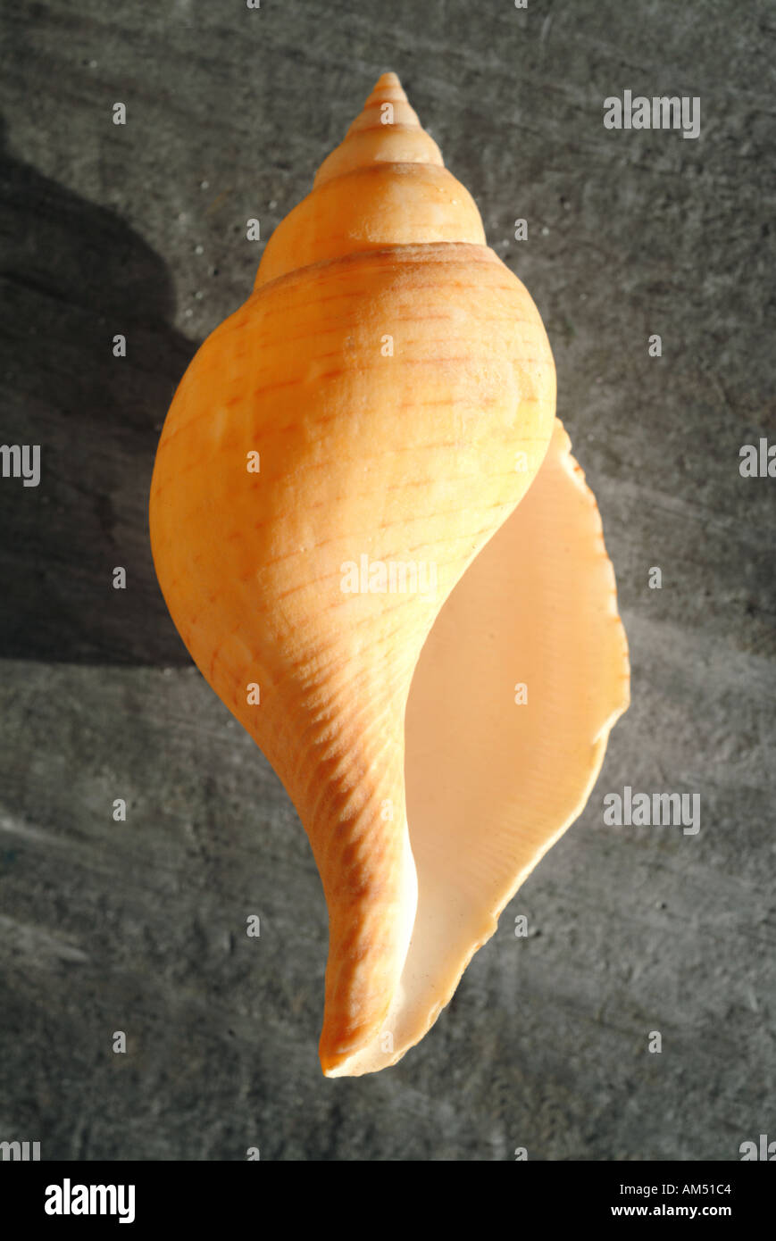 Shell point hi-res stock photography and images - Alamy